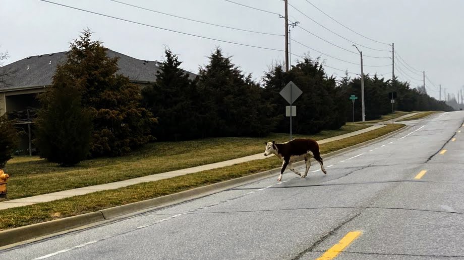Police manage traffic as loose calf runs around west Lawrence | News ...